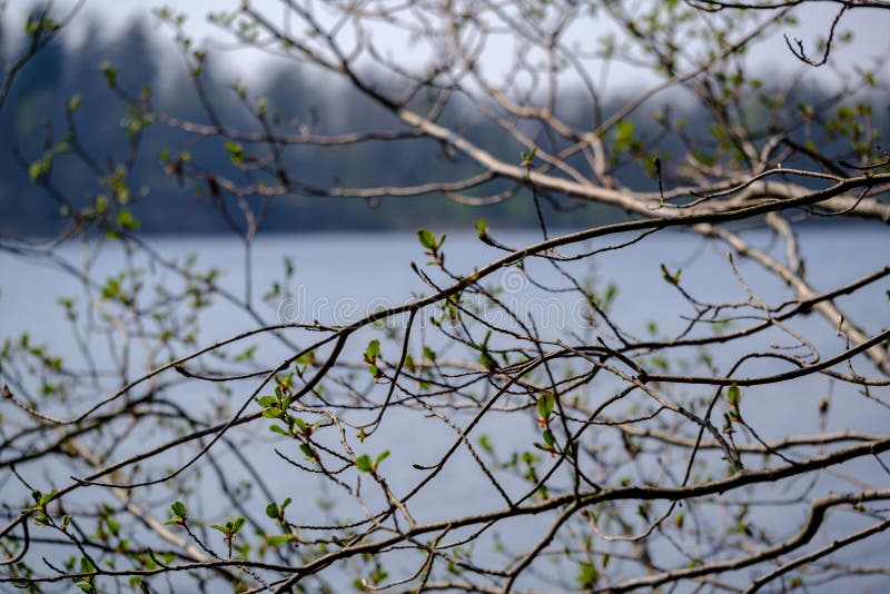 Spring Tree Branches with Small Fresh Leaves Over Water Body Background ...