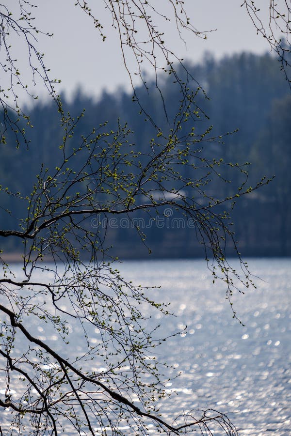 Spring Tree Branches with Small Fresh Leaves Over Water Body Background ...