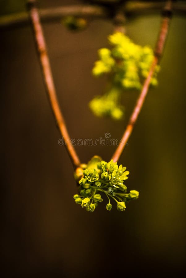 Spring Tree Bud in Geometric Shape Stock Photo - Image of artistic ...