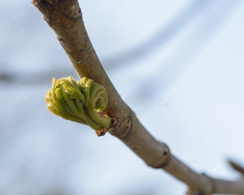 Spring Tree Buds Opening B stock photo. Image of macro - 143697416