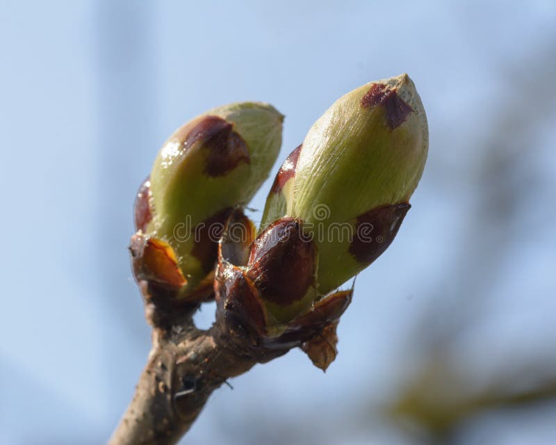Spring Tree Buds Opening C stock photo. Image of background - 143697306