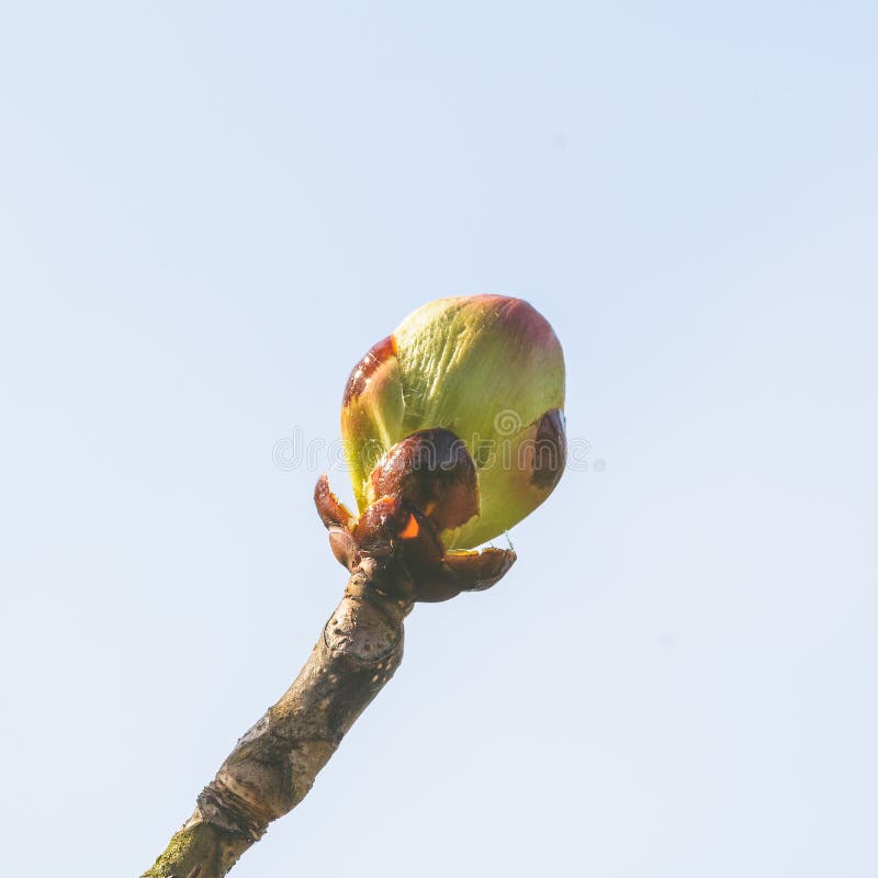 Spring Tree Buds Opening D stock image. Image of tree - 143697415