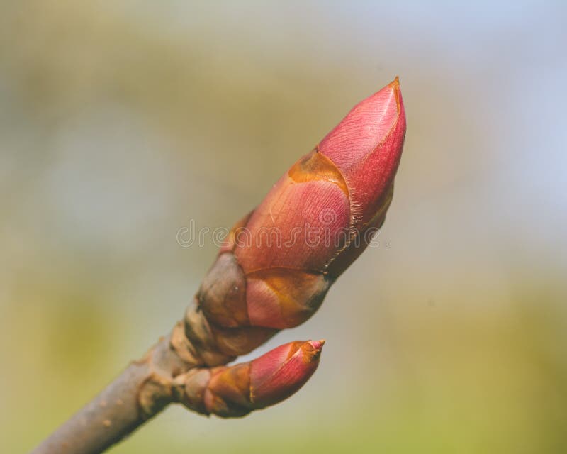 Spring Tree Buds Opening J stock image. Image of outdoor - 143697335