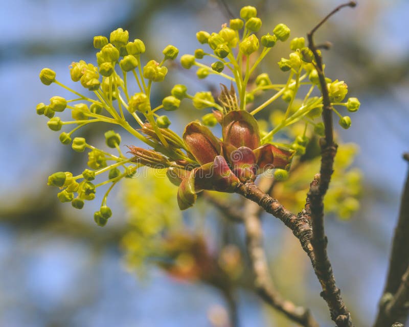 Spring Tree Buds Opening N stock image. Image of plant - 143697383