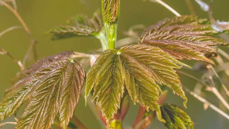 Spring Tree Buds Opening S stock photo. Image of background - 143697504