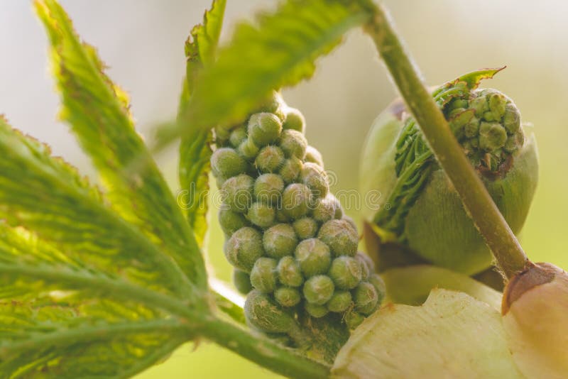 Spring Tree Buds Opening X stock image. Image of blur - 143697451