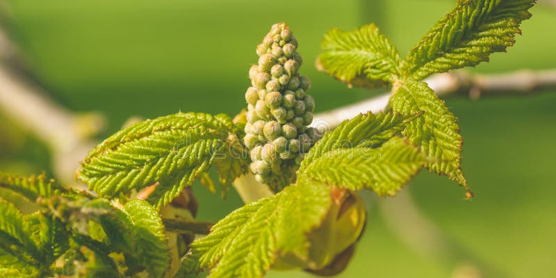 Spring Tree Buds Opening Z stock photo. Image of closeup - 143697430