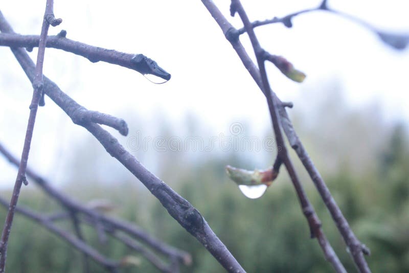 Spring buds stock image. Image of buds, birch, spring - 103247369
