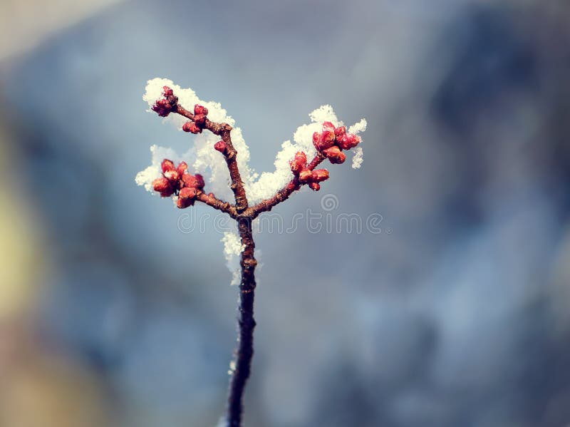 Spring Tree Buds with Snow - Retro Stock Image - Image of frost, twig ...