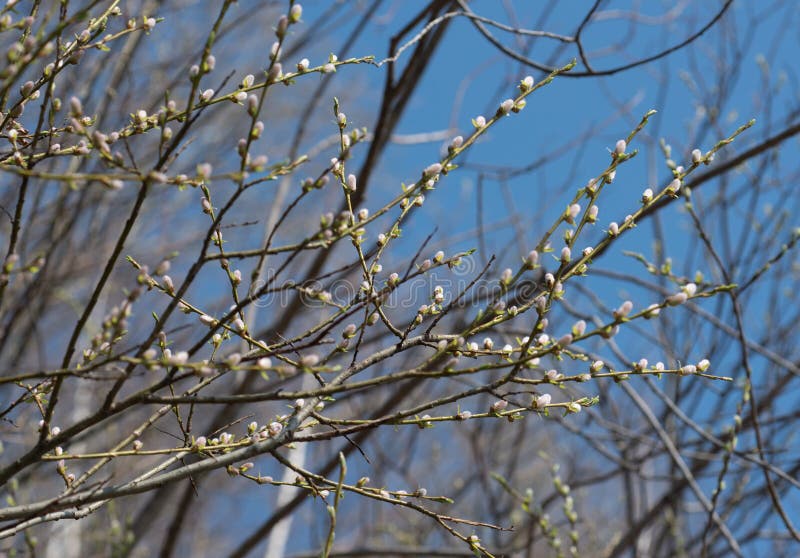 Spring tree buds stock image. Image of forest, young - 131961759
