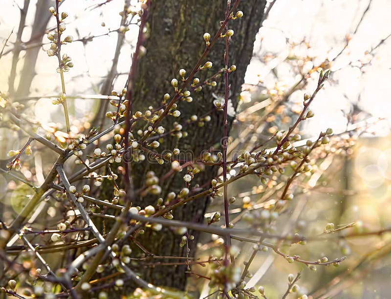 Spring Tree Buds in the Sunlight Stock Photo - Image of gardening ...