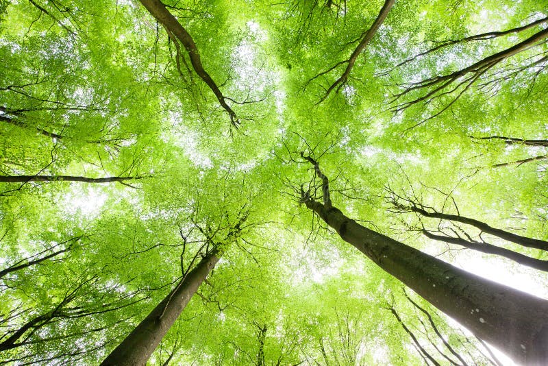 Spring Tree Canopy Leaves from Below Stock Photo - Image of seasonal ...