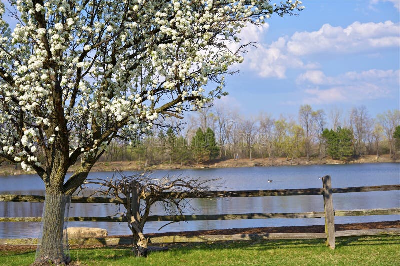 Spring Tree Farm stock photo. Image of americana, natural - 26046028