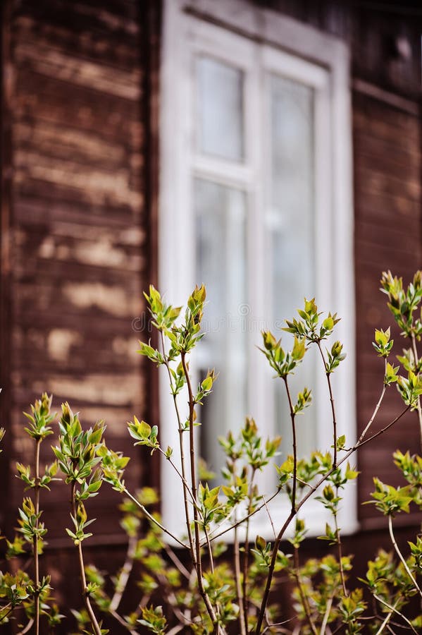 Spring Tree with First Leaves with Window on Background Stock Image ...