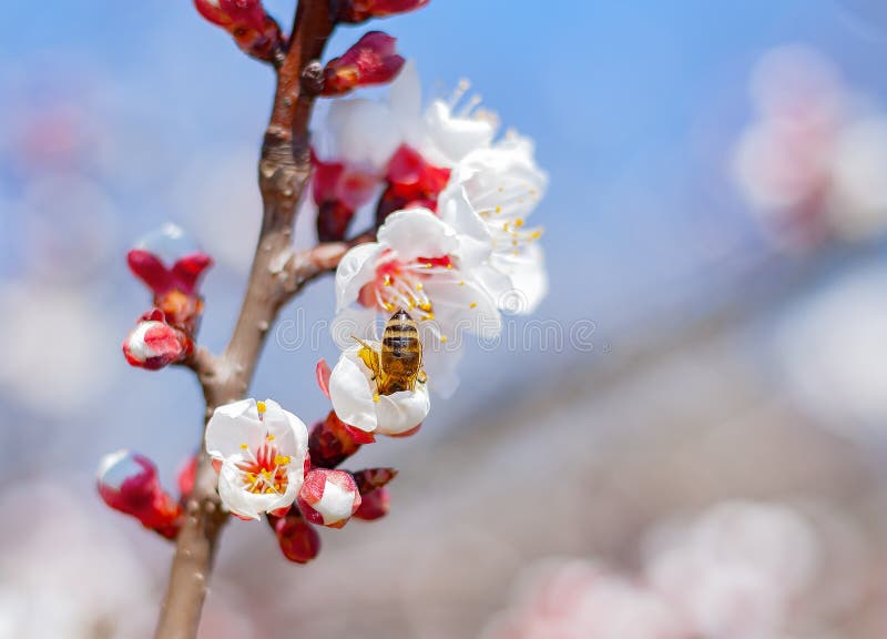 Spring Tree Flower with Bee Stock Photo - Image of april, colorful ...