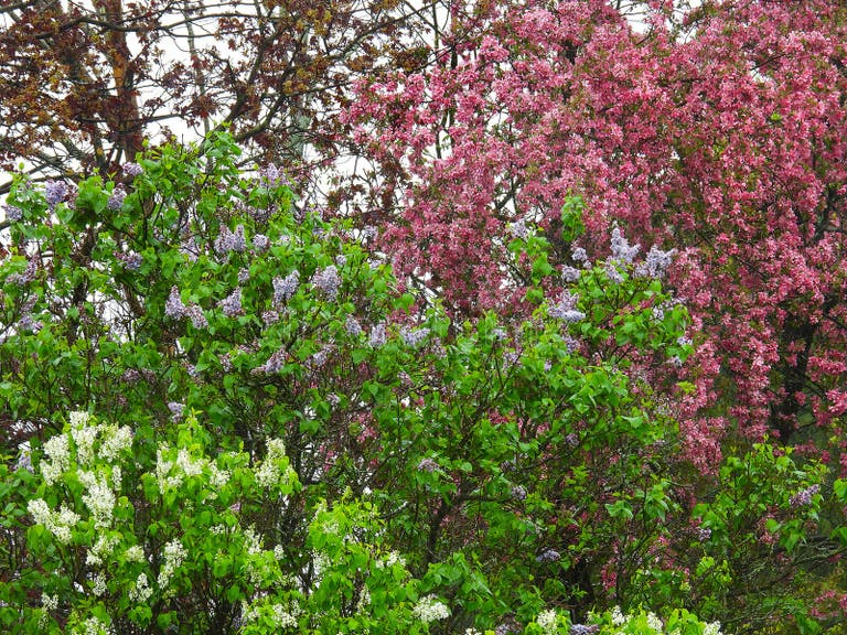 Springtime Brings Colorful Flowering Tree & Shrubs in NewYorkState ...