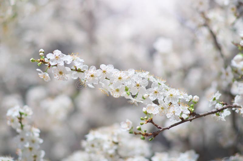 Spring tree flower. stock image. Image of close, growth - 110658079