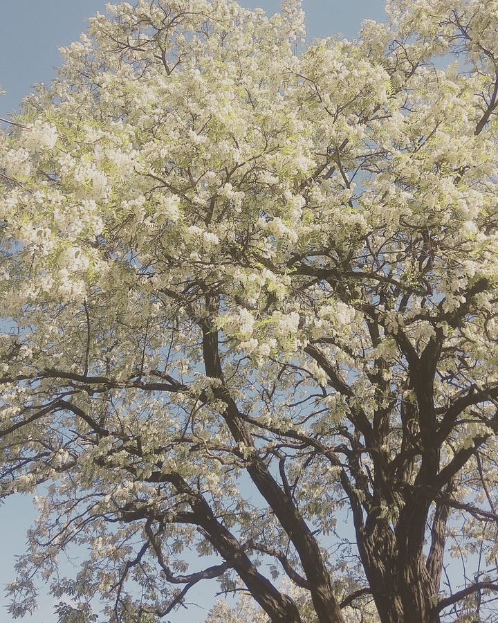 Beautiful Acacia Wood Texture. Rustic Look with Veins, Knots and Copy ...