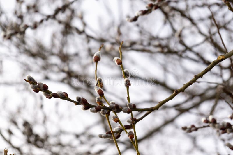Spring Tree Flowering. Catkin Flower on the Tree Stock Photo - Image of ...