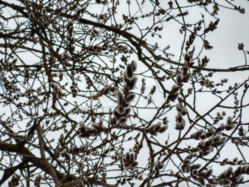 Spring Tree Flowering. Catkin Flower on the Tree Stock Image - Image of ...
