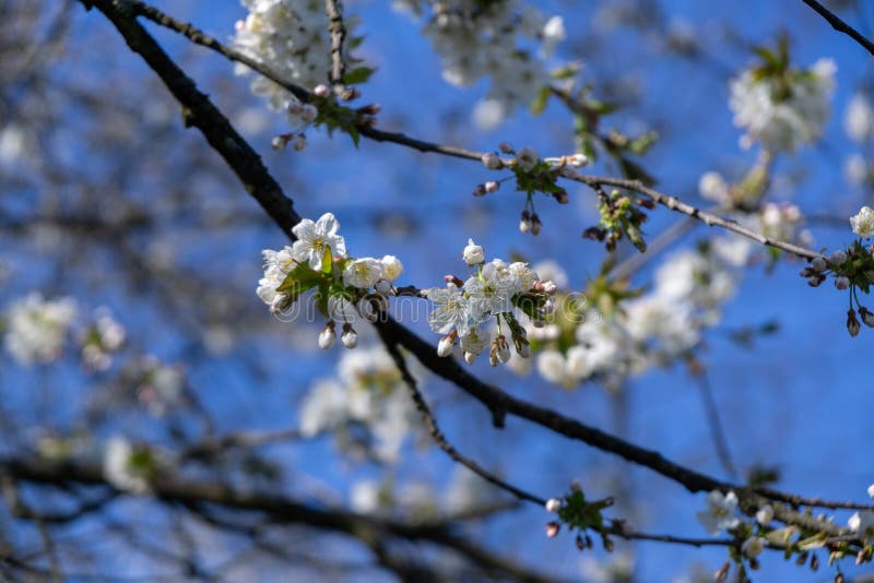 Spring Tree Flowering. White Blooming Tree. Stock Image - Image of ...
