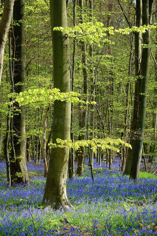 Spring Tree and Flowers in Forest Stock Image - Image of green, tree ...