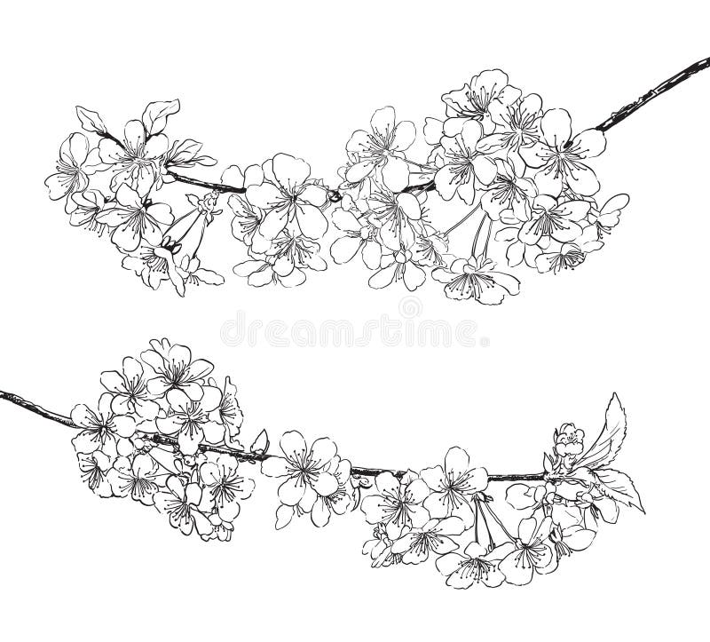 Spring Tree Flowers Line Art Drawing Background Collection. Vector ...