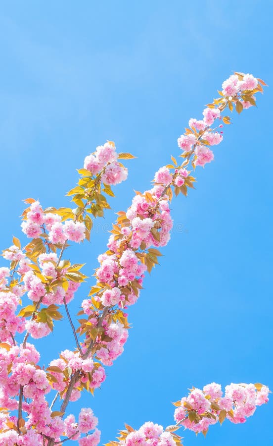 Spring tree with flowers stock photo. Image of color - 39869116