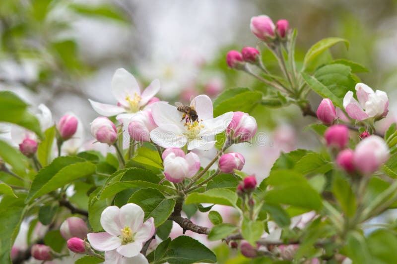 Spring Tree Flowers White Pink and Bee Collecting Pollen Stock Image ...
