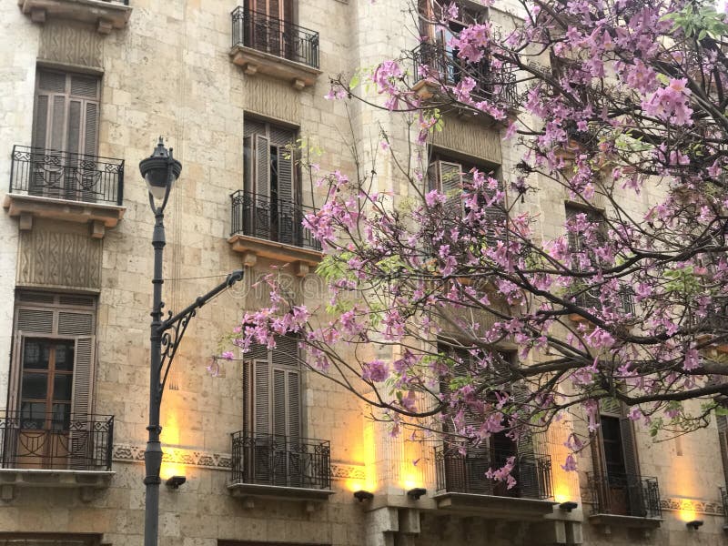 Spring Tree in Front of Old Building Stock Image - Image of tree, city ...