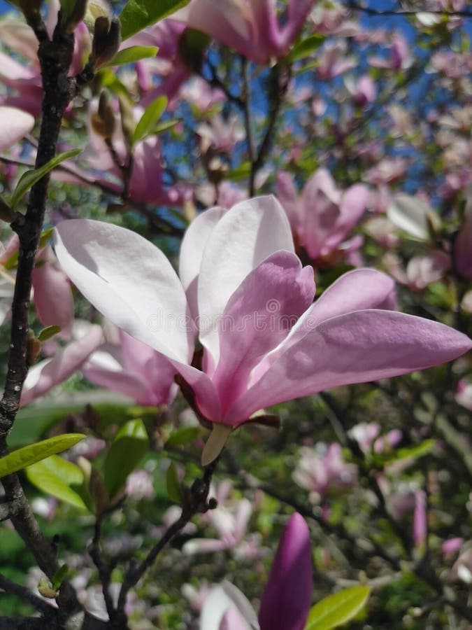 Spring tree in full bloom stock photo. Image of produce - 263423408