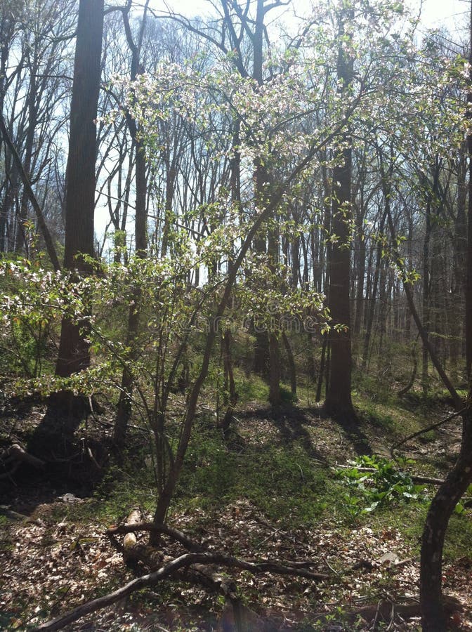 Spring Tree stock photo. Image of spring, sunrise, tree - 75752804