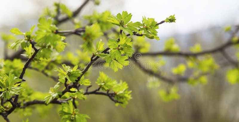 Spring Tree Green Buds with Leaves.Springtime Season Freshness I Stock ...