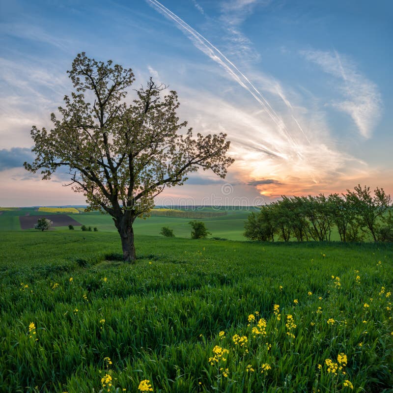 Spring Tree on Green Wheat Field Stock Image - Image of clouds, nature ...