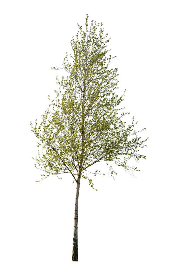 Spring Tree Isolated on White Background, Deciduous Tree Cutout Stock ...