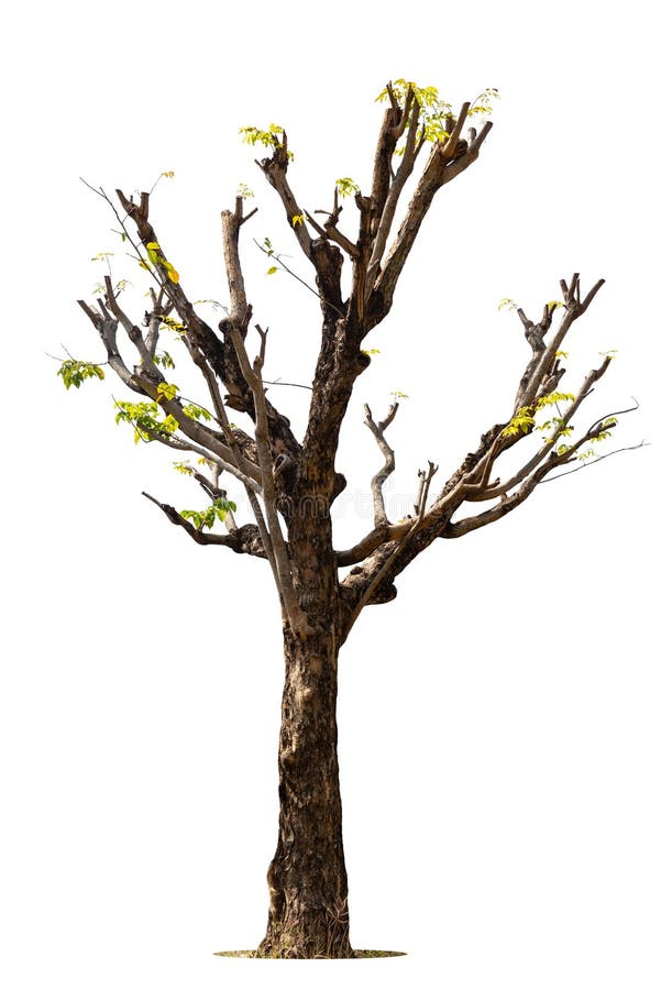 Spring Tree Isolated on White Background Stock Image - Image of color ...