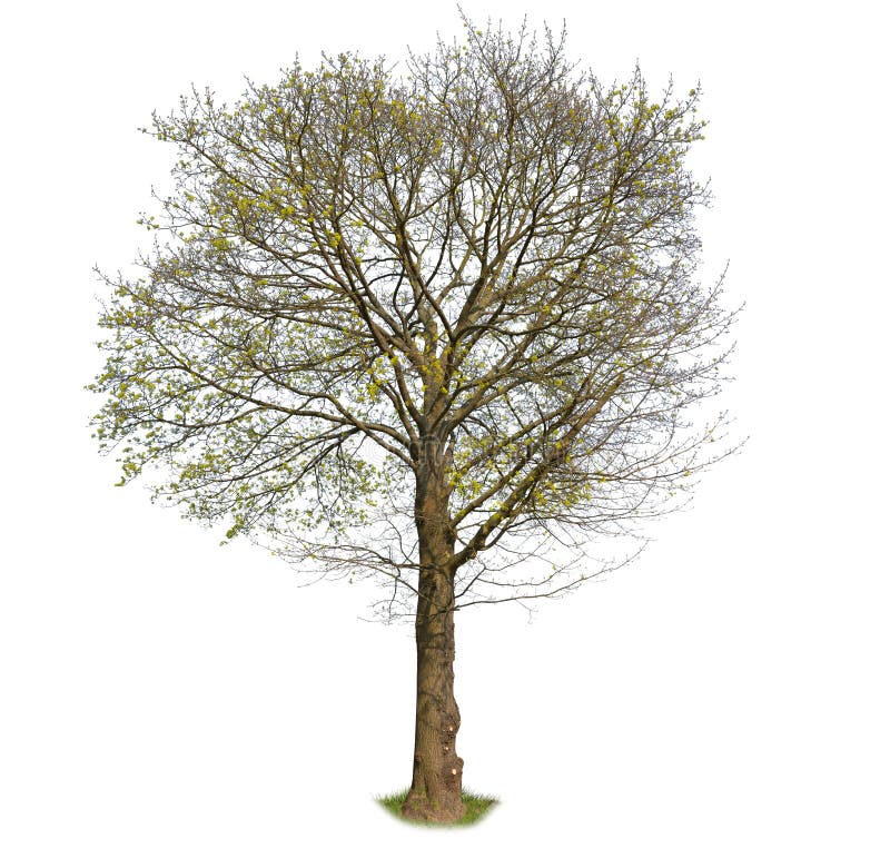 Spring Tree Isolated on White. Cut-out of a Maple Tree Stock Image ...