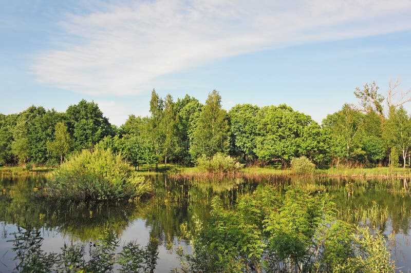 Spring oak tree stock photo. Image of colour, beauty - 19726644