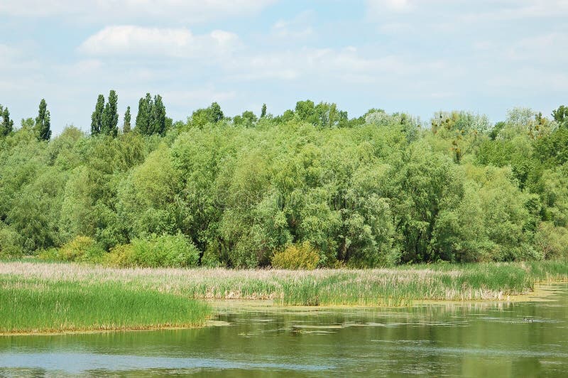 Spring tree and lake stock image. Image of rush, forest - 69769659