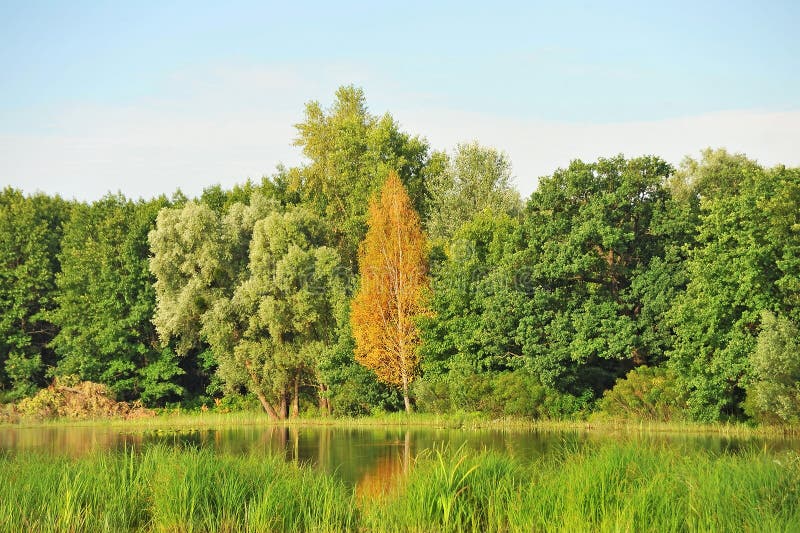 Spring tree and lake stock photo. Image of cloud, reed - 74362732