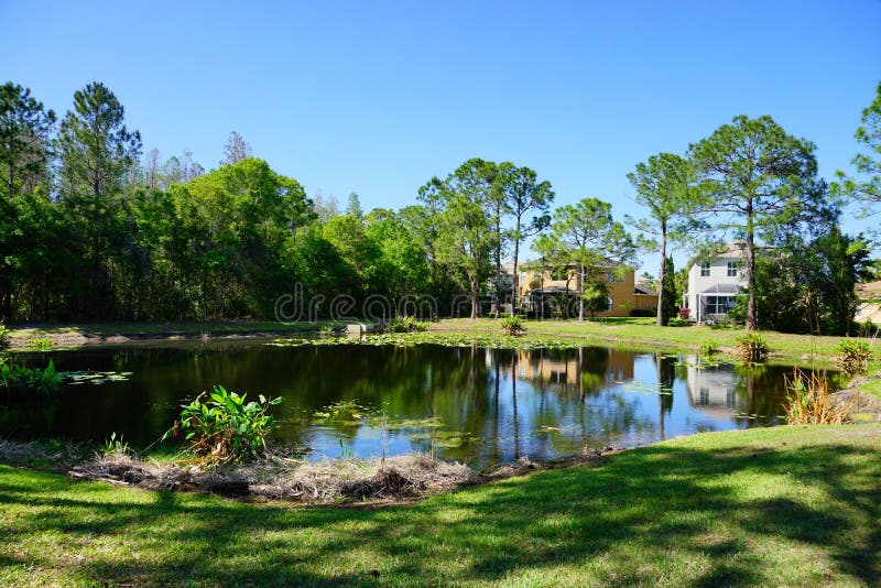 Spring tree leaf and pond stock photo. Image of florida - 244273768