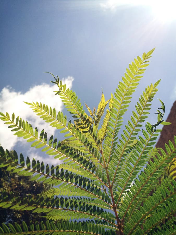 Spring tree leaf in summer stock image. Image of spring - 210719821