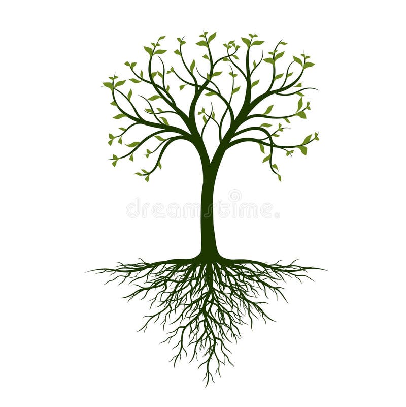 Spring Tree with Leaves and Roots on White Background. Vector ...