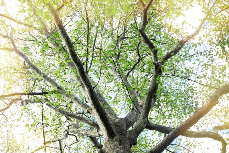 Spring Tree Leaves with Sunlight at Park. Stock Photo - Image of peace ...