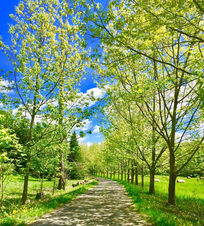 Spring Tree Lined Road in Maine Stock Photo - Image of road, tree ...