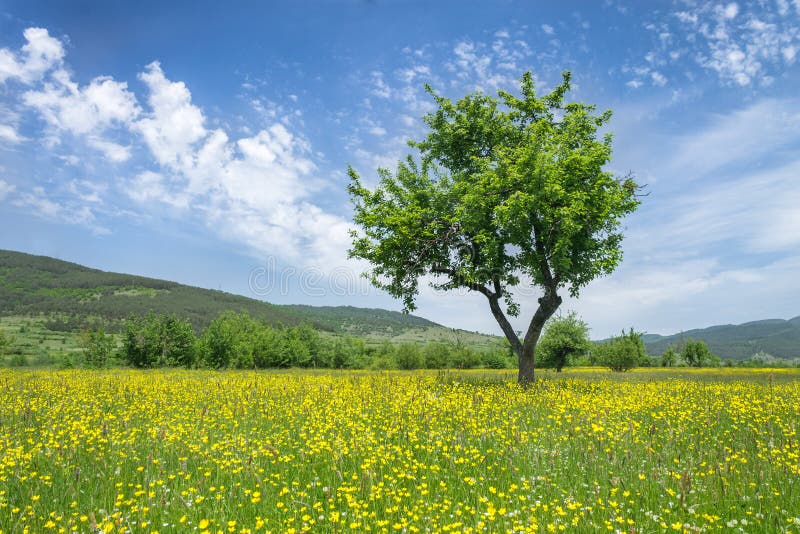 Spring Tree stock photo. Image of brown, landscape, lonely - 54394858