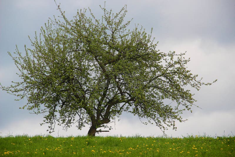 Spring tree stock photo. Image of lonely, season, cloudy - 30899764