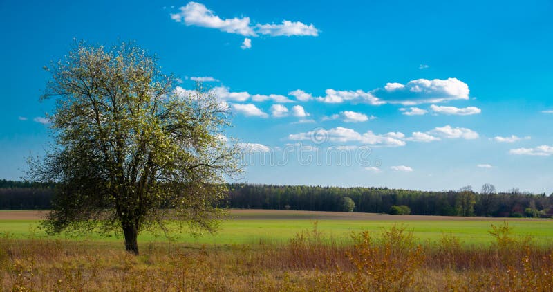 Spring Tree on Meadow and Forest Stock Photo - Image of kwitnä…ce ...