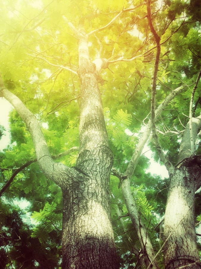 Spring tree stock photo. Image of park, outdoor, environment - 37903582