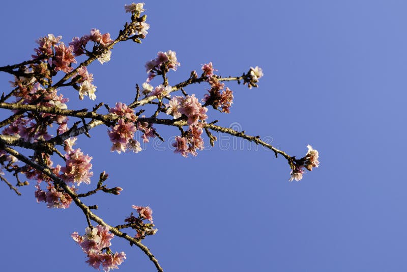 Spring Tree with Pink Cherry Flowers. Flowers Detail Stock Image ...